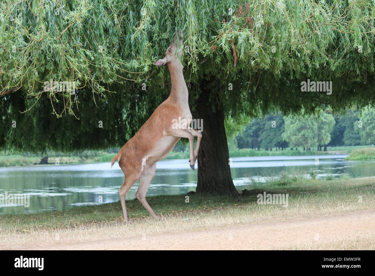doe fallow deer eats from tree next to river Stock Photo - Alamy