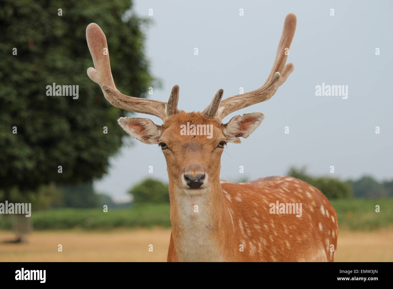 fallow deer stag wild Stock Photo - Alamy