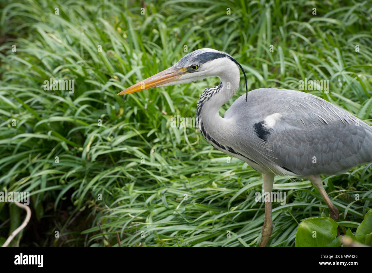 Grey heron lake hi-res stock photography and images - Alamy