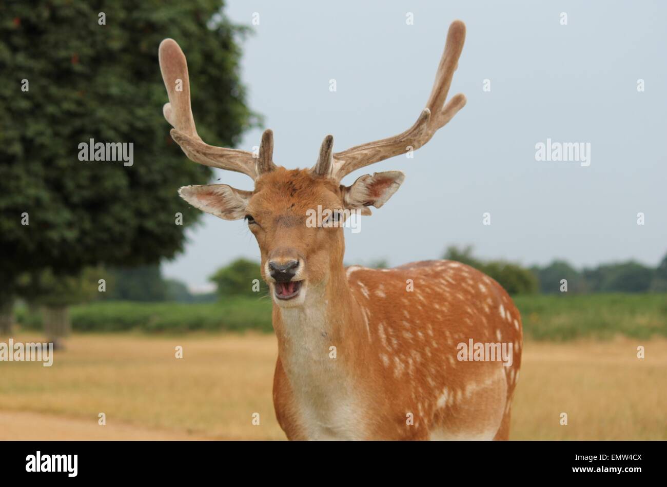 fallow deer stag wild Stock Photo - Alamy