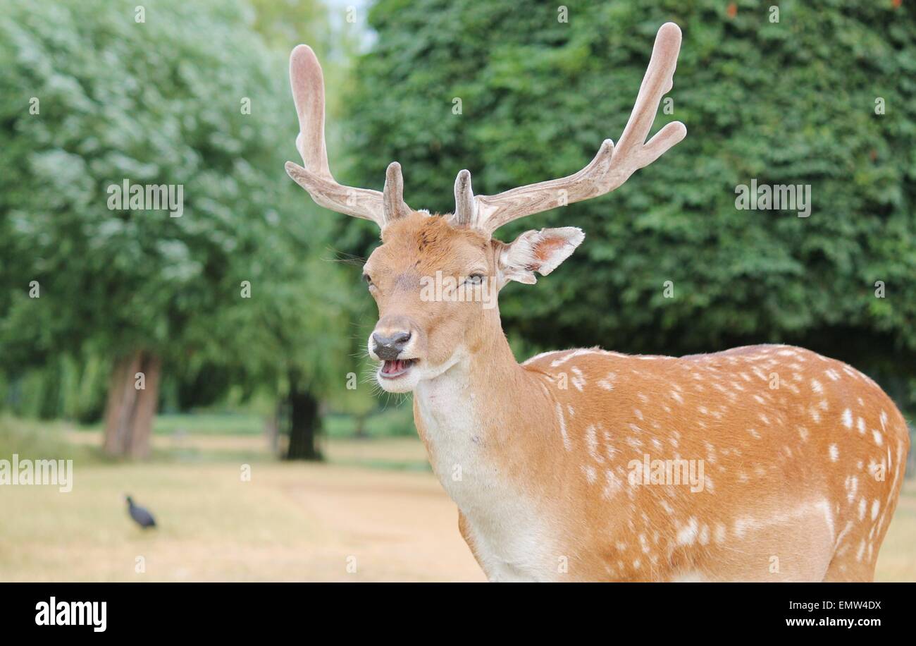 fallow deer stag wild Stock Photo - Alamy