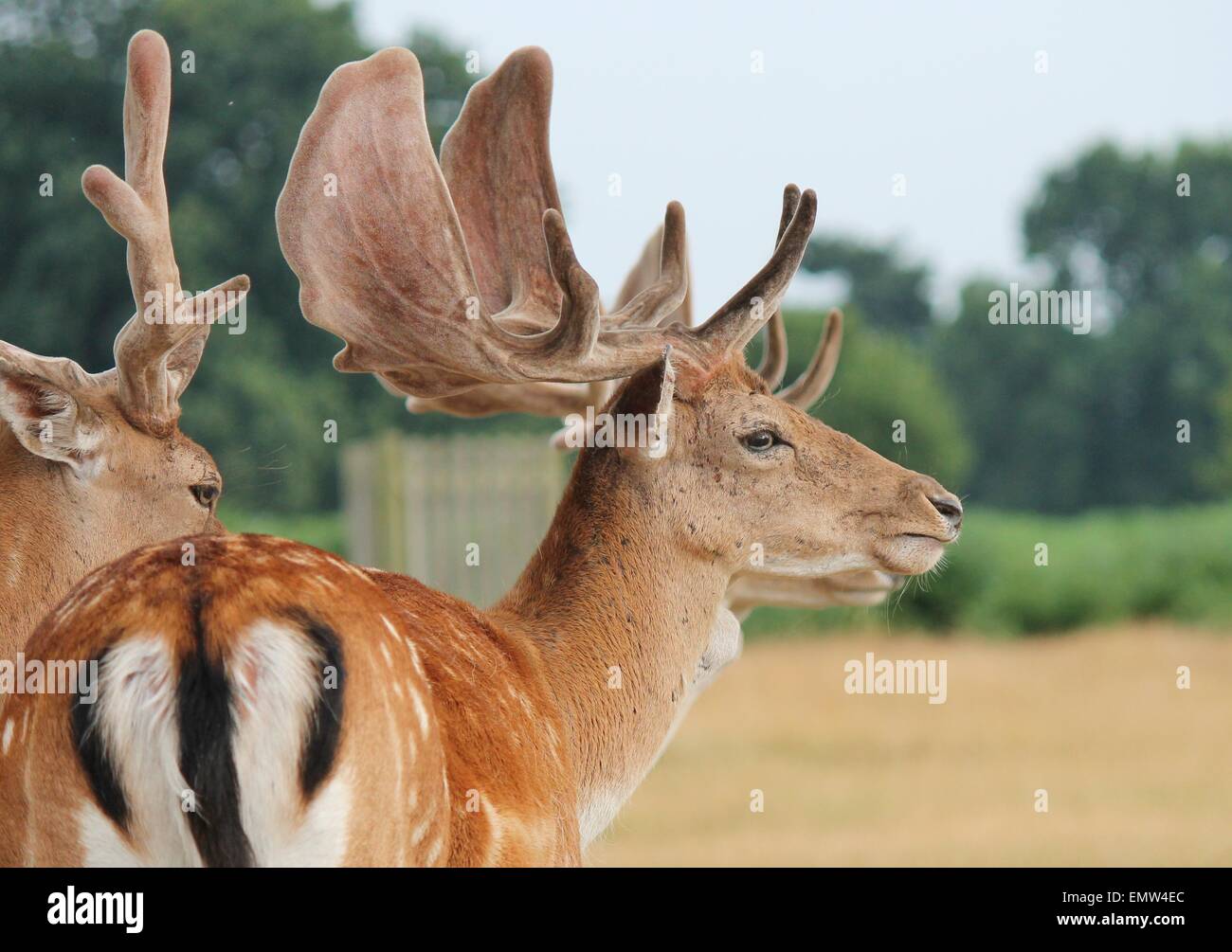 fallow deer stag wild Stock Photo - Alamy
