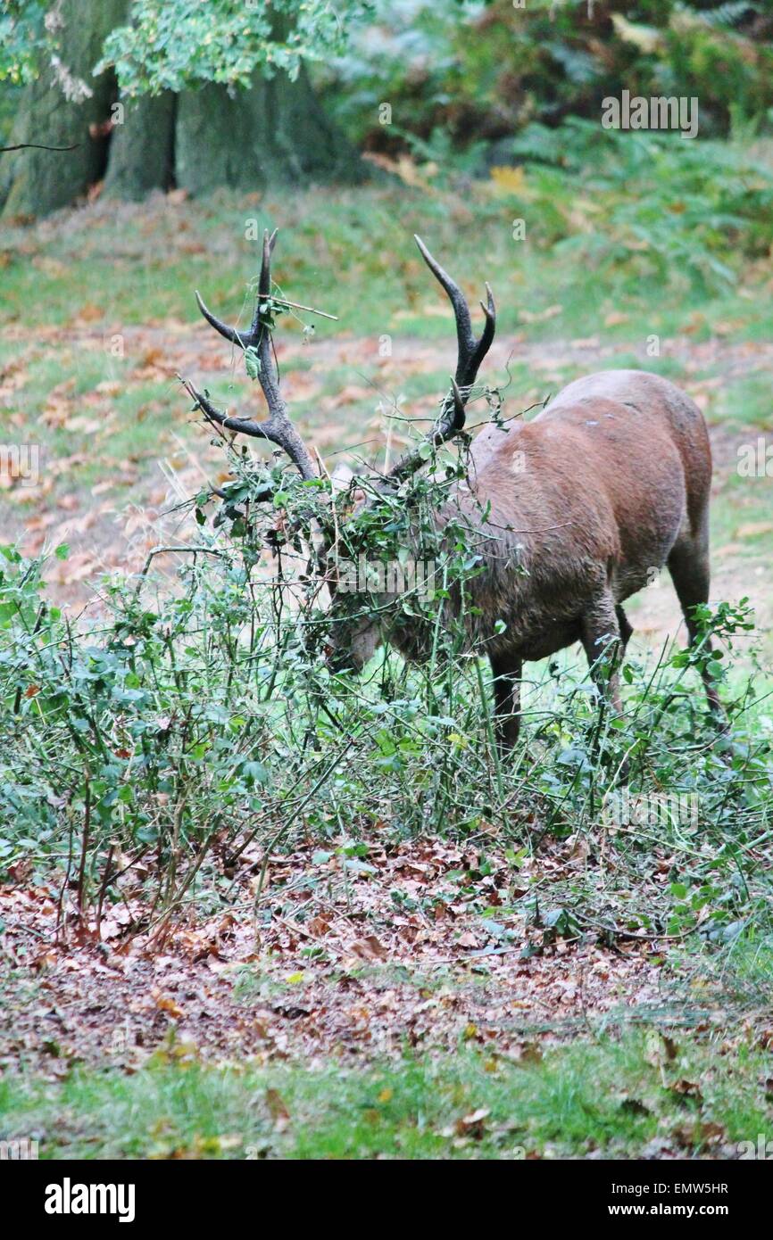 Wild Red deer stag buck Stock Photo - Alamy