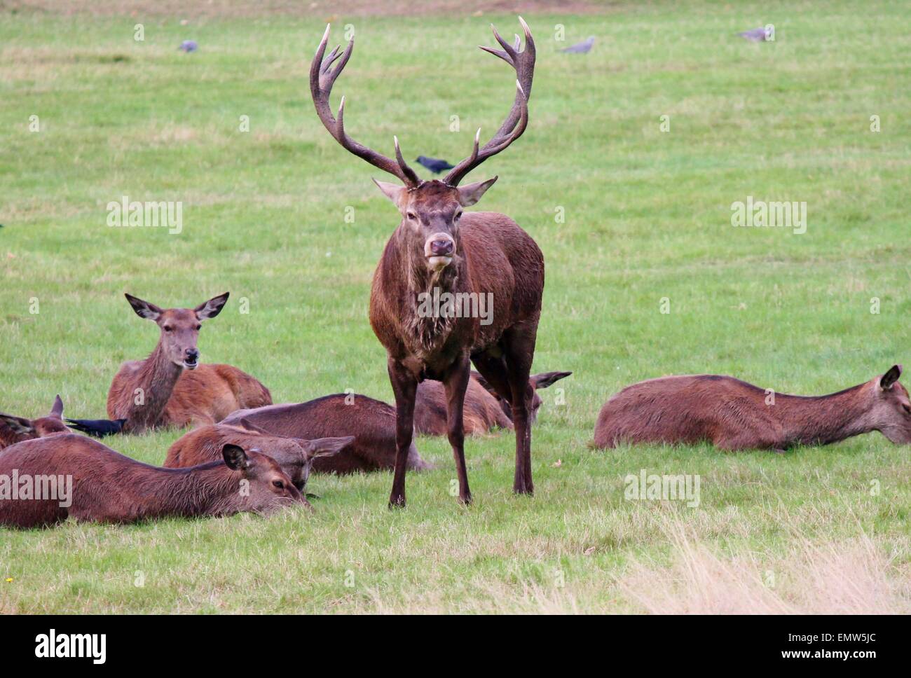 Wild Red deer stag buck Stock Photo - Alamy