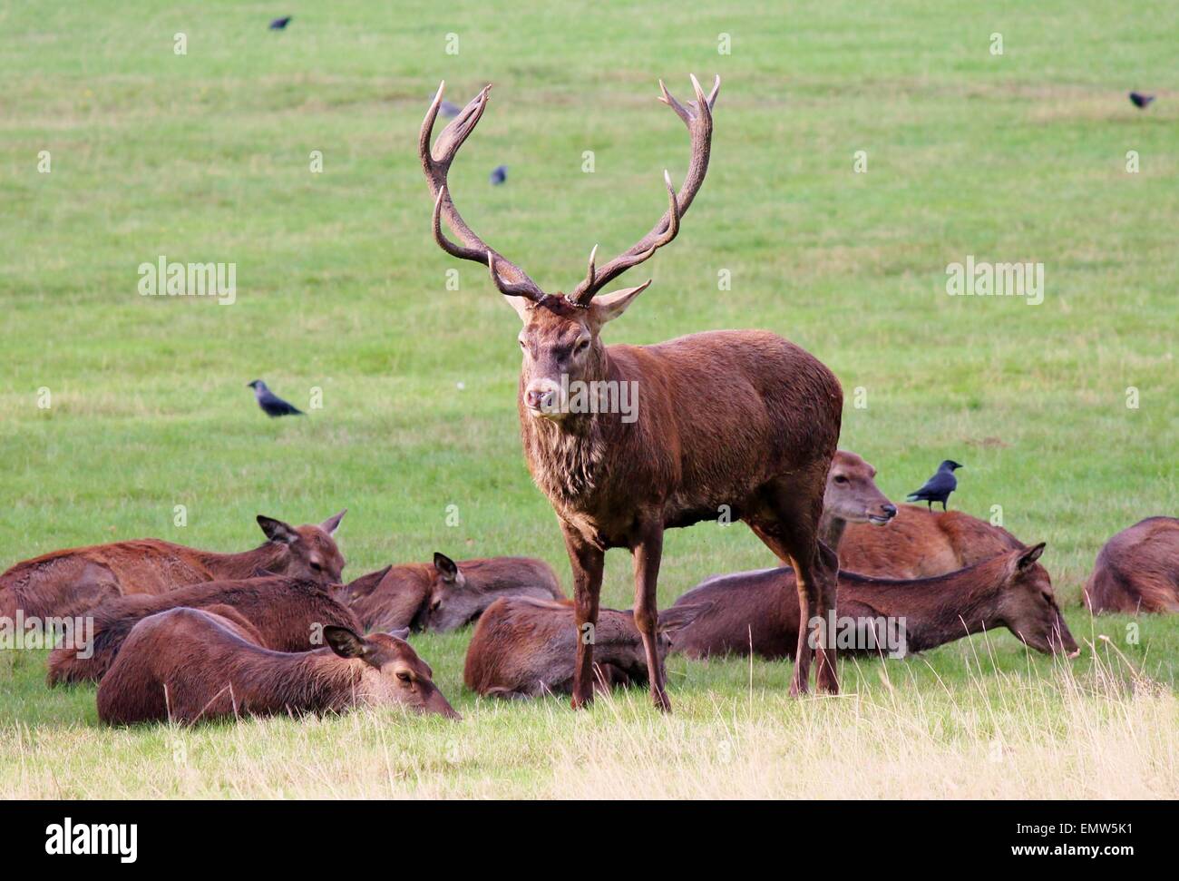 Wild Red deer stag buck Stock Photo - Alamy