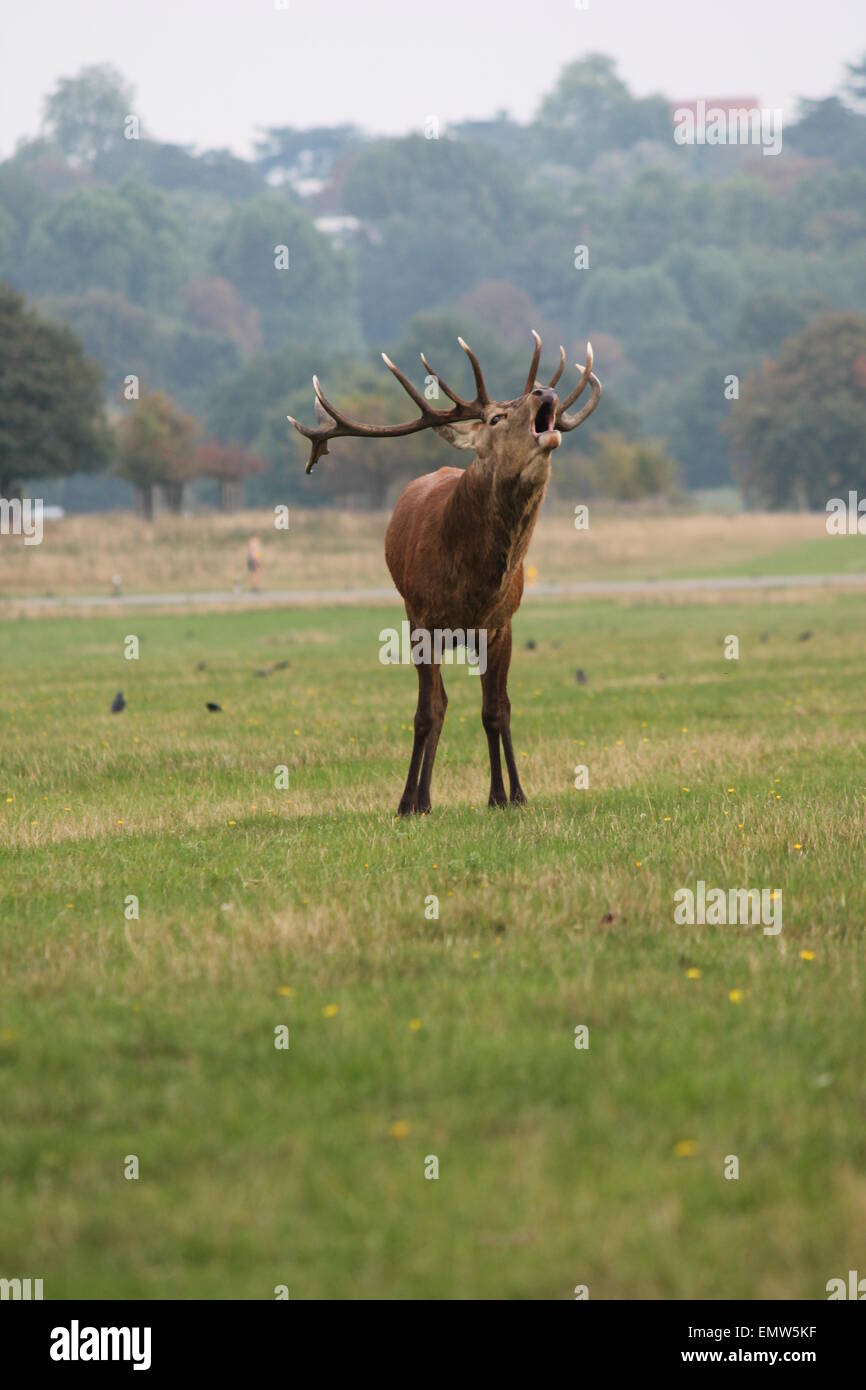 Wild Red deer stag buck Stock Photo - Alamy
