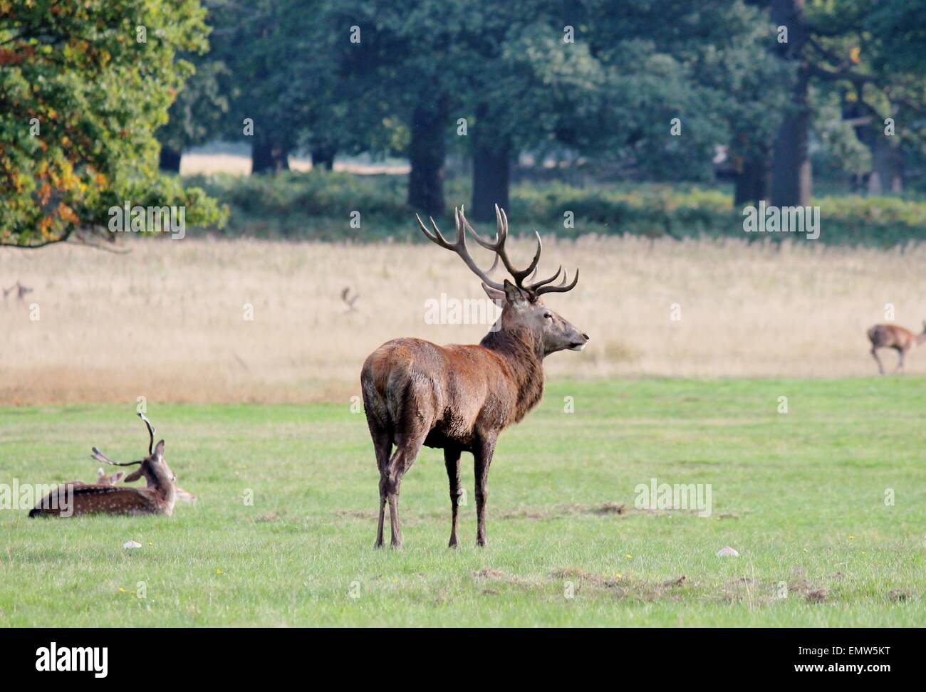 Wild Red deer stag buck Stock Photo - Alamy