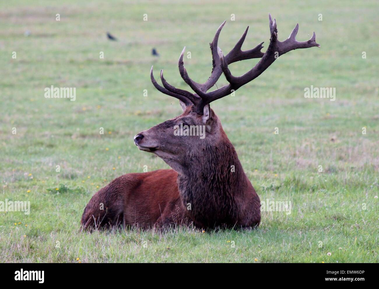 Wild Red deer stag buck Stock Photo - Alamy