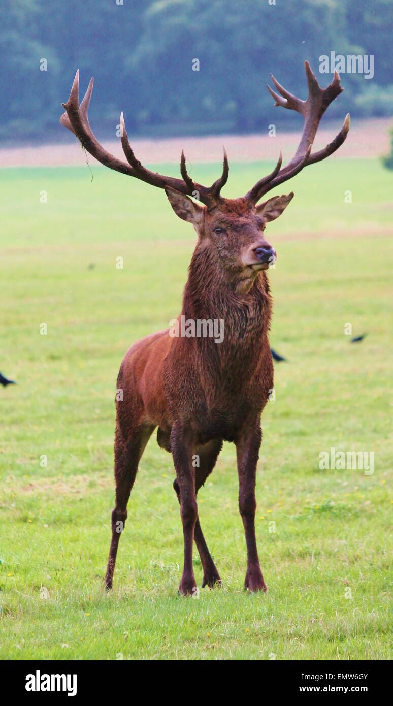 Stag bleating hi-res stock photography and images - Alamy
