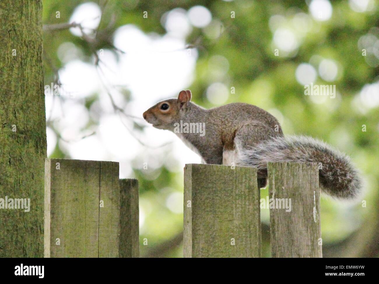 grey squirrel or Eastern gray squirrel is tree squirrel in genus ...