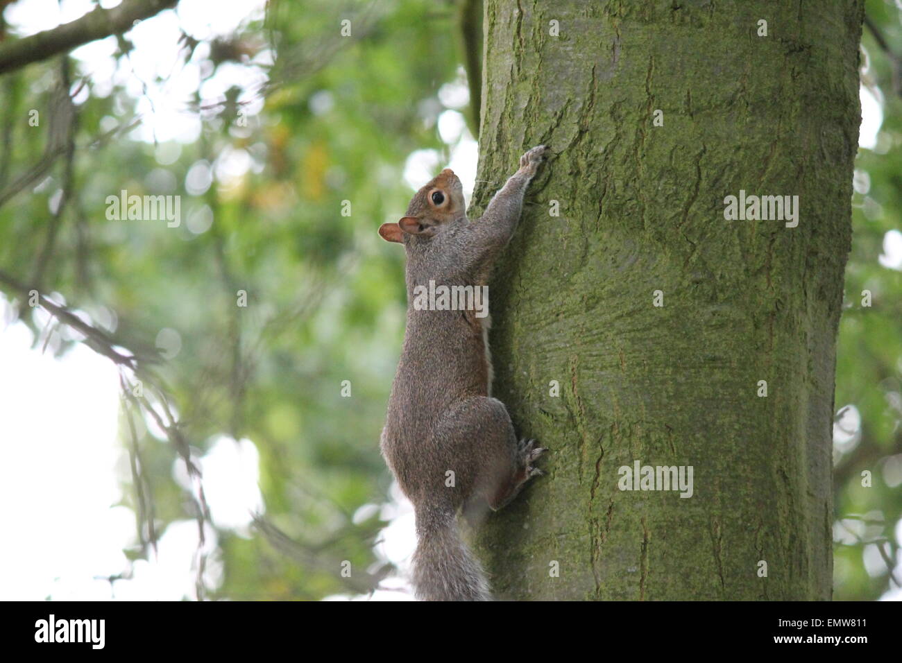 Sciurus carolinensis pest introduced vermin hi-res stock photography ...