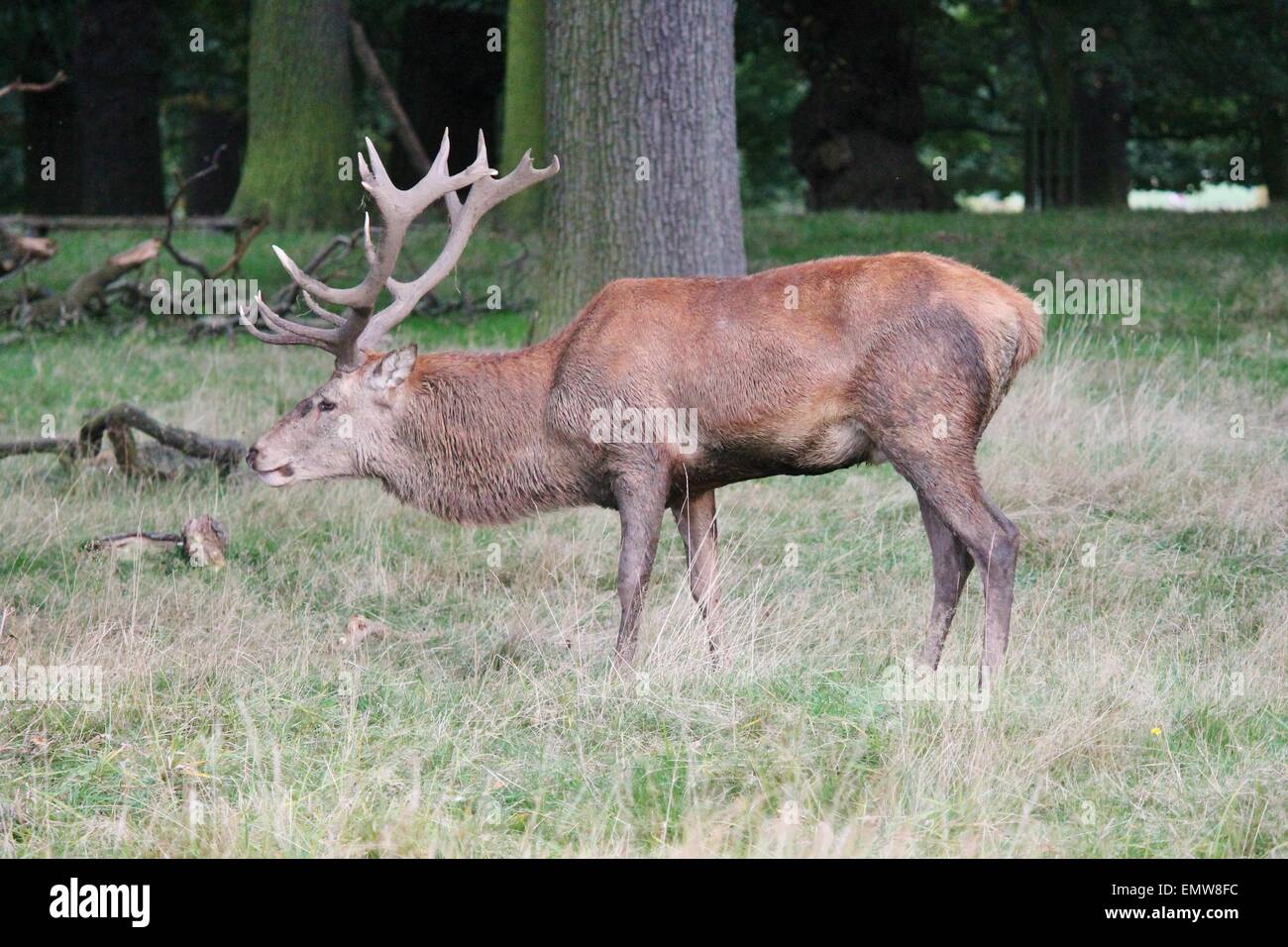 Stag bleating hi-res stock photography and images - Alamy