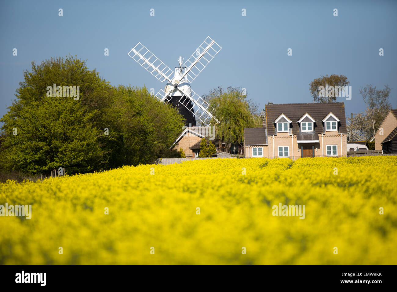 Rapeseed field in Ely,The Fens, Cambridgeshire Stock Photo - Alamy