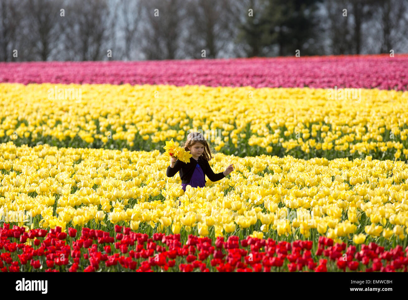 Two girls picking tulips in a field near King's Lynn,Norfolk Stock ...
