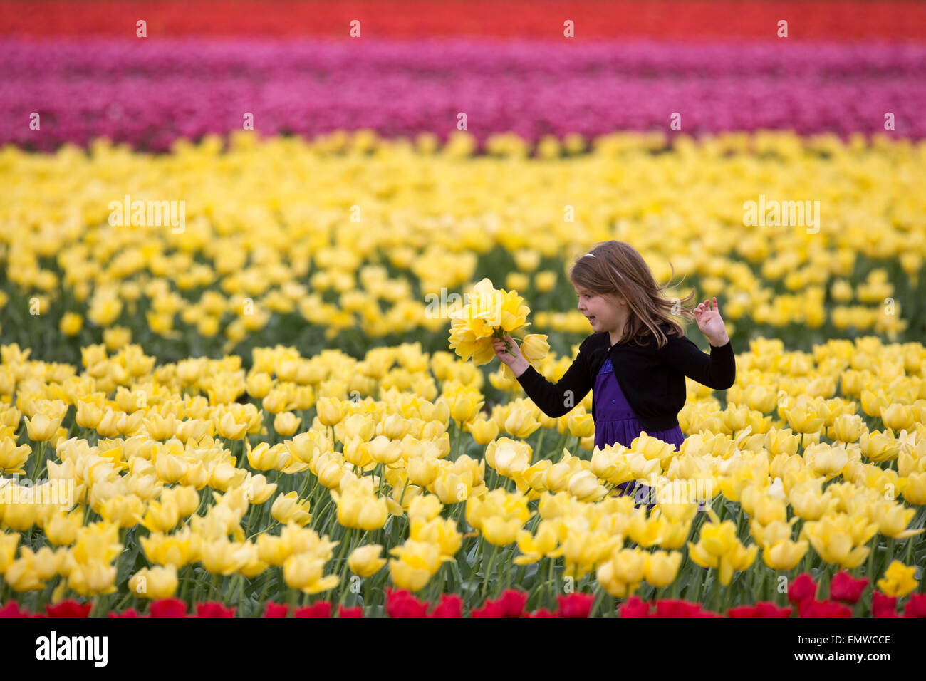 Two girls picking tulips in a field near King's Lynn,Norfolk Stock ...