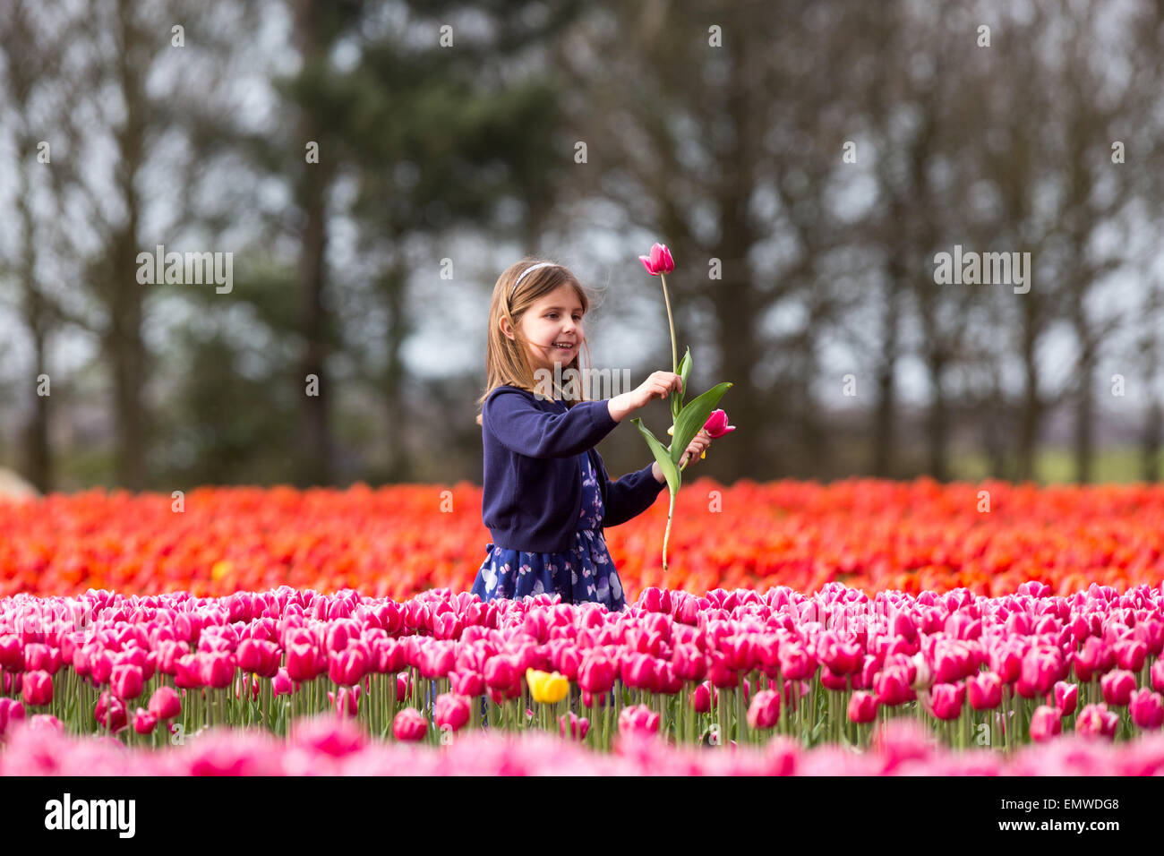 Two girls picking tulips in a field near King's Lynn,Norfolk Stock ...