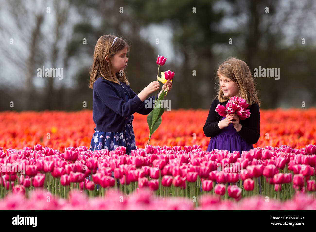 Two girls picking tulips in a field near King's Lynn,Norfolk Stock ...