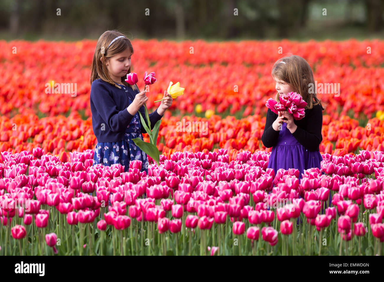 Two girls picking tulips in a field near King's Lynn,Norfolk Stock ...