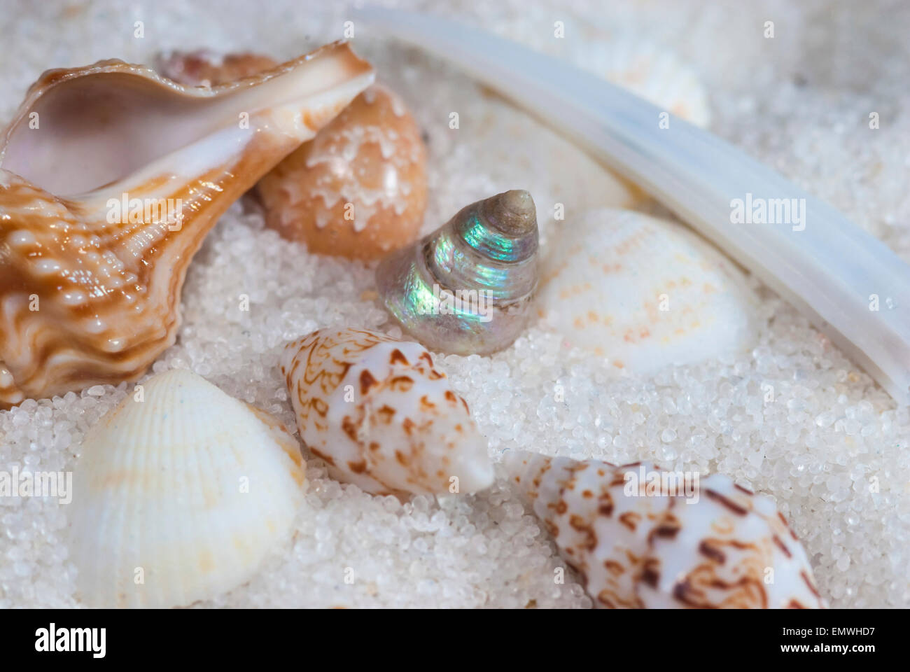 Tiny shells hi-res stock photography and images - Alamy