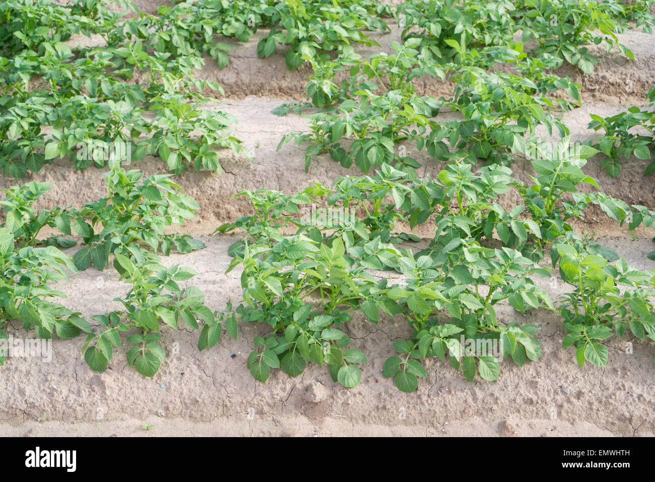 Side view of potato plantation Stock Photo - Alamy