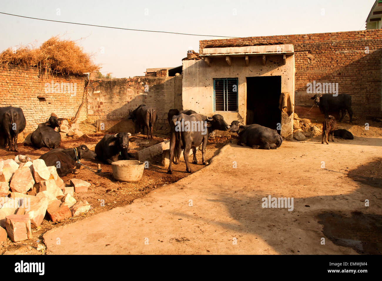 Agra, India. Street scene showing poverty and cows Stock Photo - Alamy