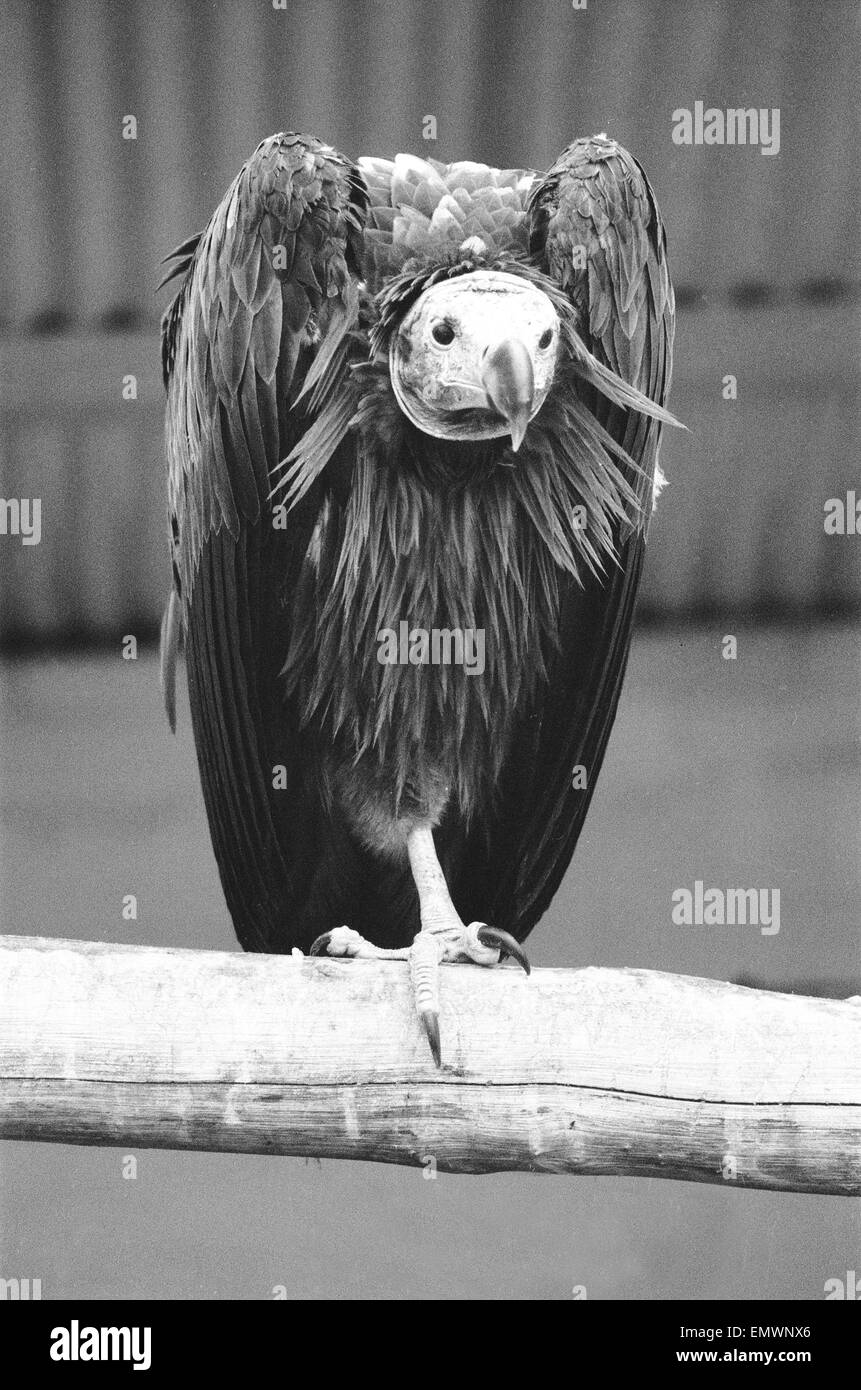 Very sociable Black and White Stock Photos & Images - Alamy