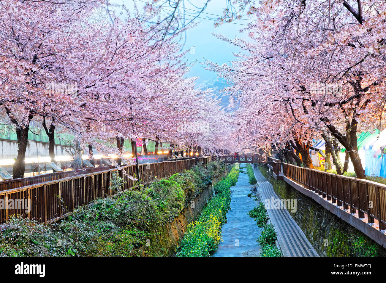 cherry blossoms at night, busan city in south korea Stock Photo - Alamy