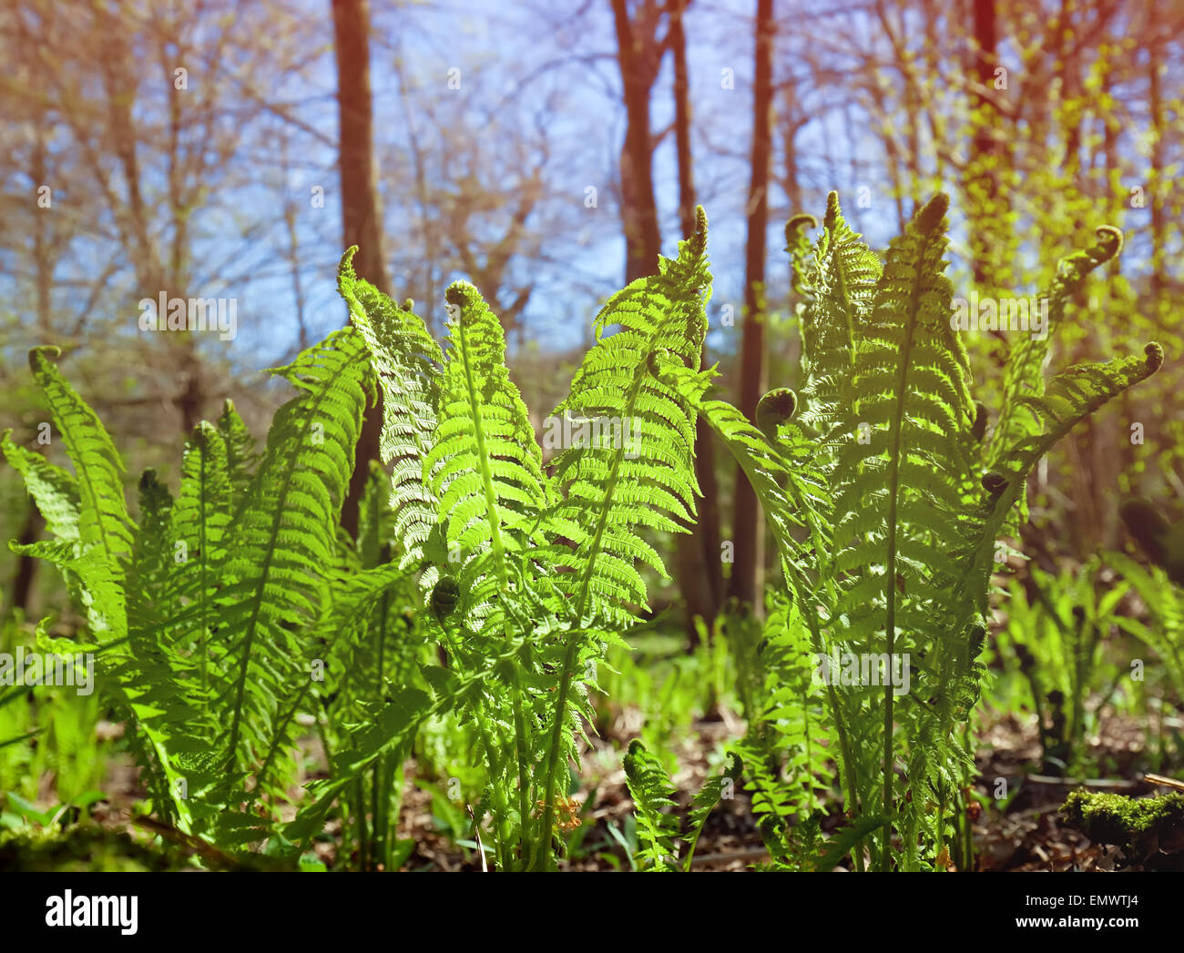 new ferns growing in spring Stock Photo - Alamy