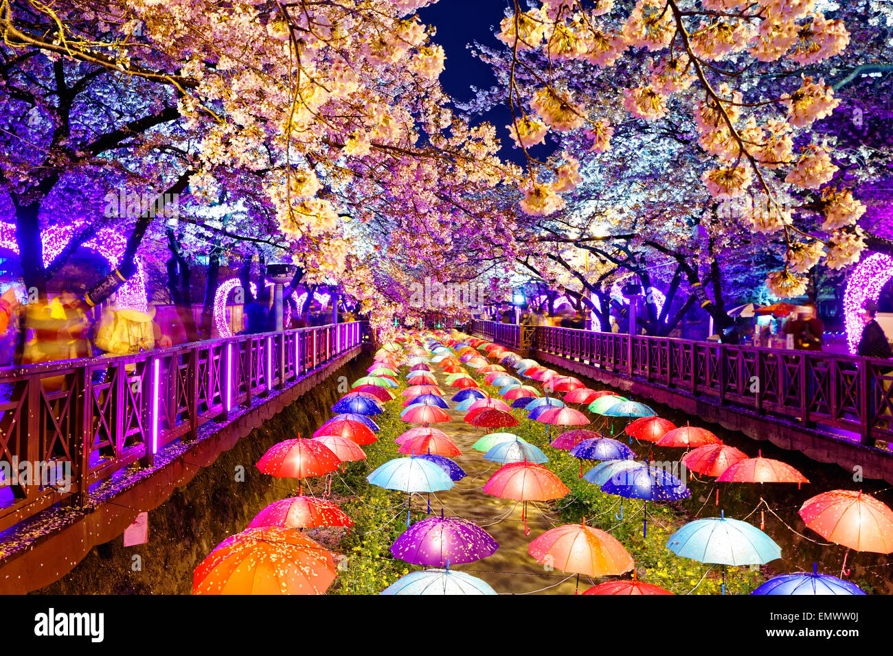 cherry blossoms at night, busan city in south korea Stock Photo - Alamy