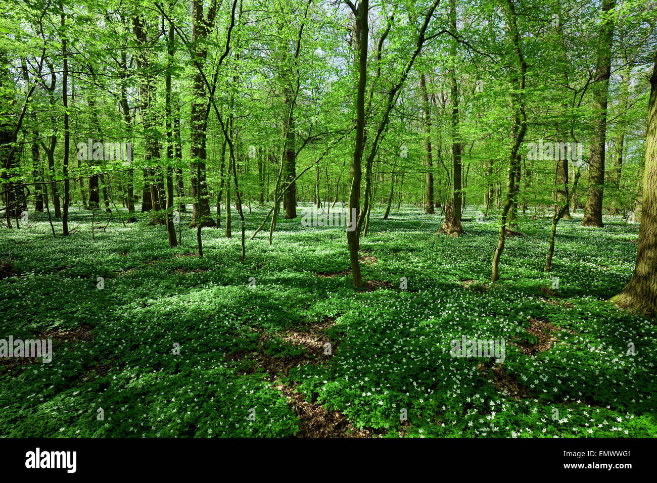 spring forest landscape with windflower Stock Photo - Alamy