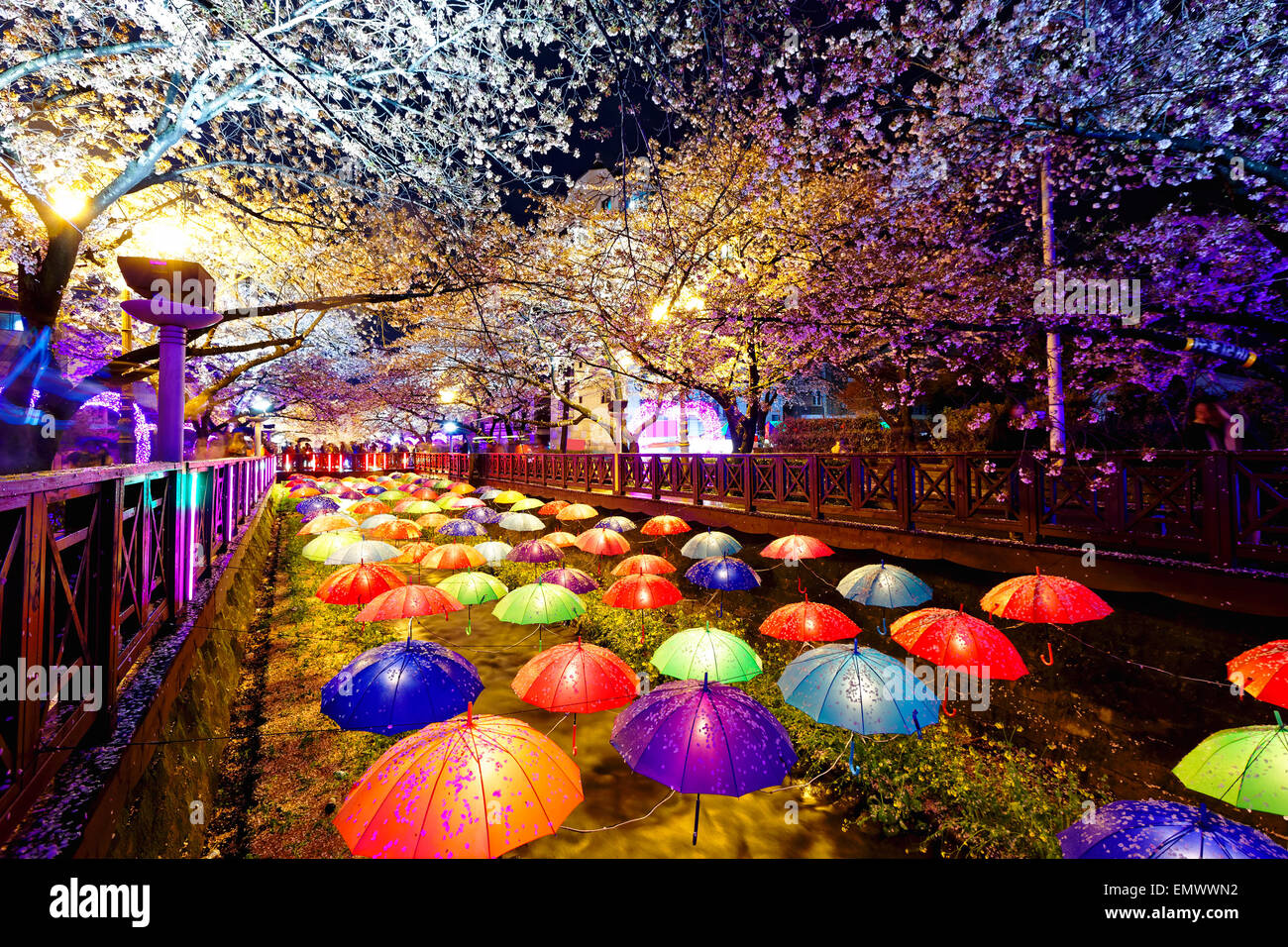 cherry blossoms at night, busan city in south korea Stock Photo - Alamy