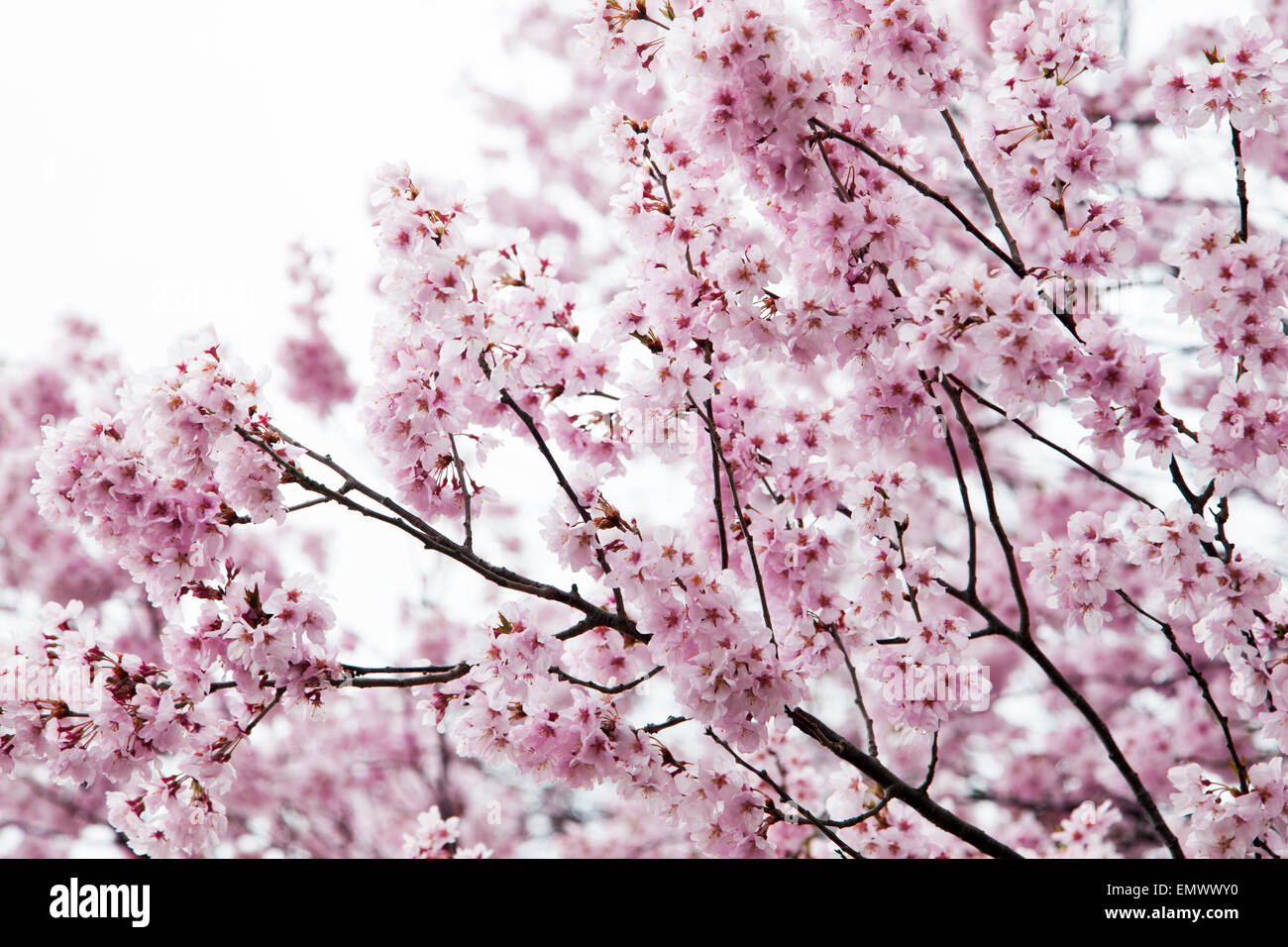 Beautiful blooming sakura tree in hi-res stock photography and images ...