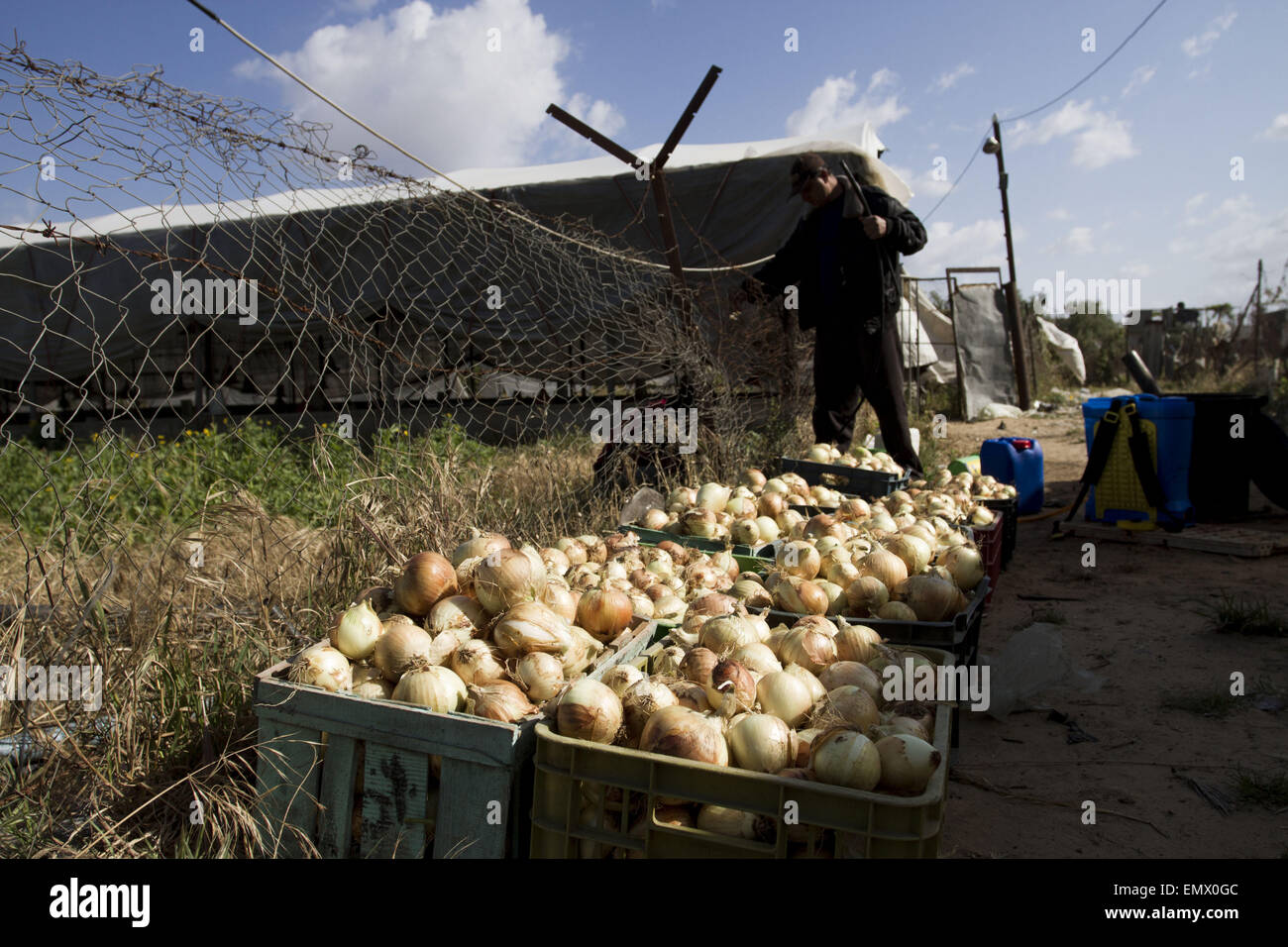 Beit Lahia, The Gaza Strip, Palestine. 23rd Apr, 2015. Packing Onions ...