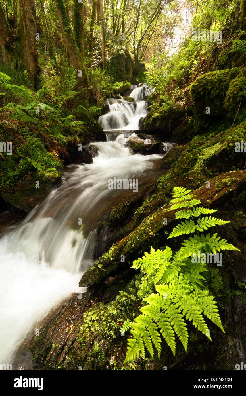 Photo taken on the Galician forest Stock Photo - Alamy
