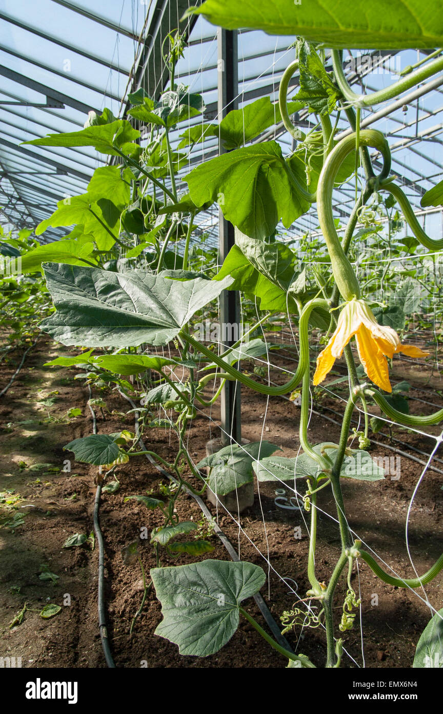 a field of zucchini in Italy Stock Photo - Alamy