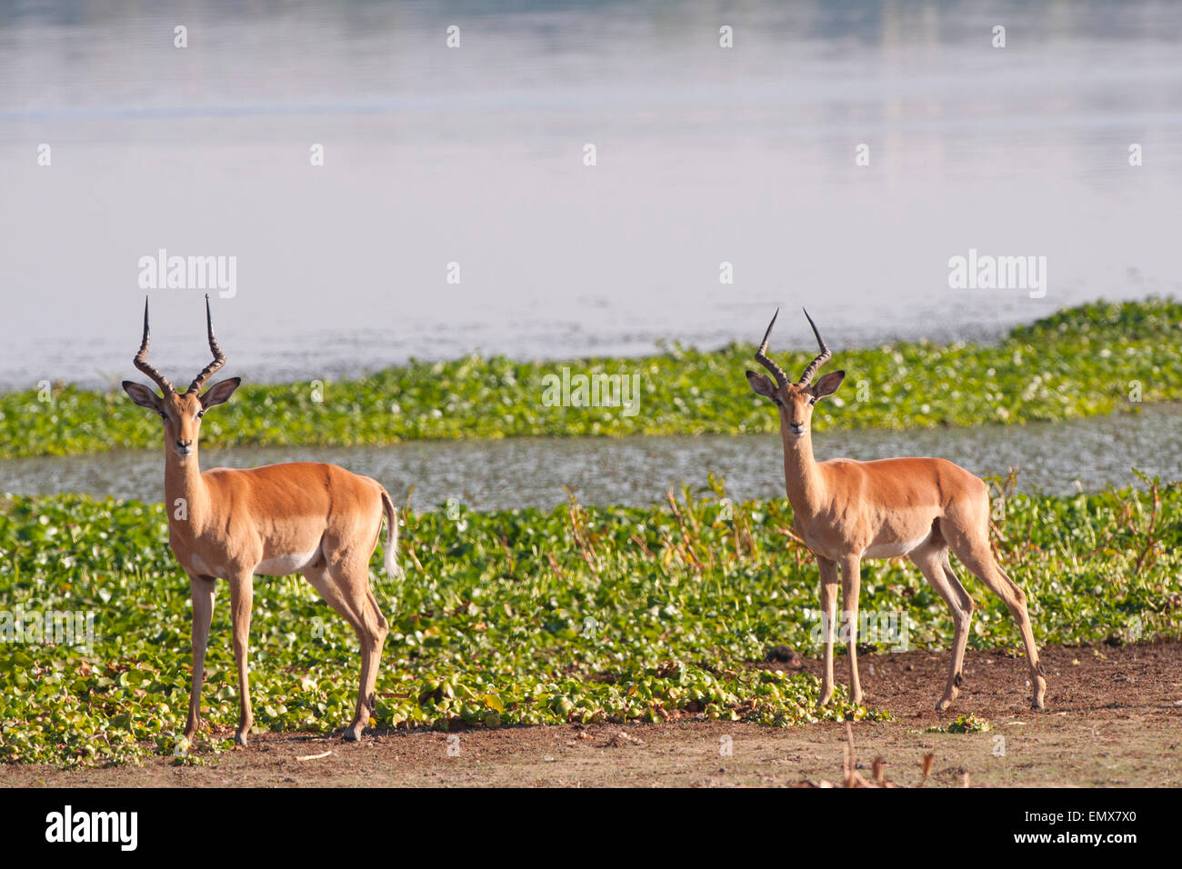 Lake chivero national park hi-res stock photography and images - Alamy