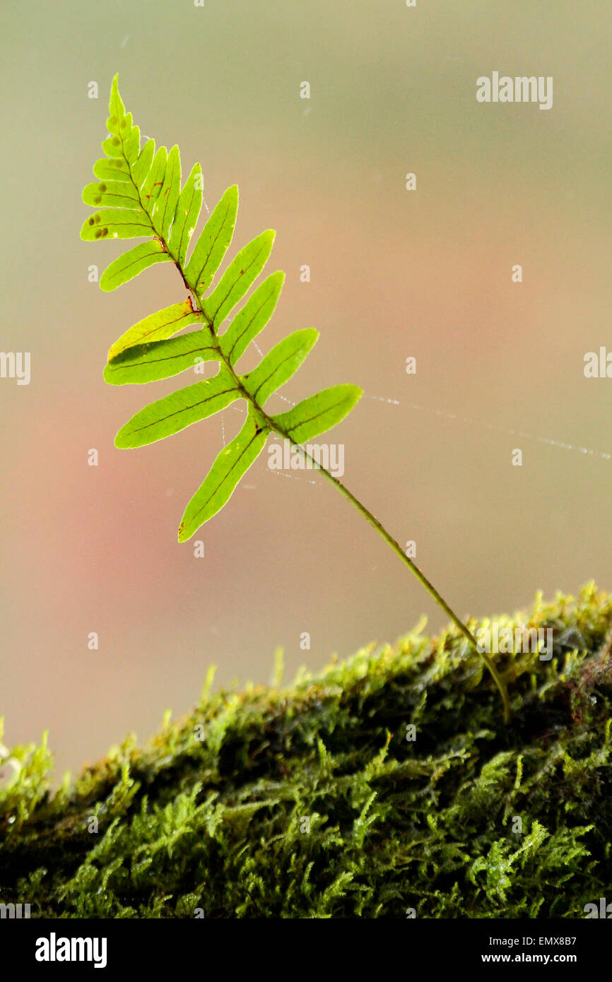 Creative Nature Photos Ruinart Invites Artists To Create Dialogue With