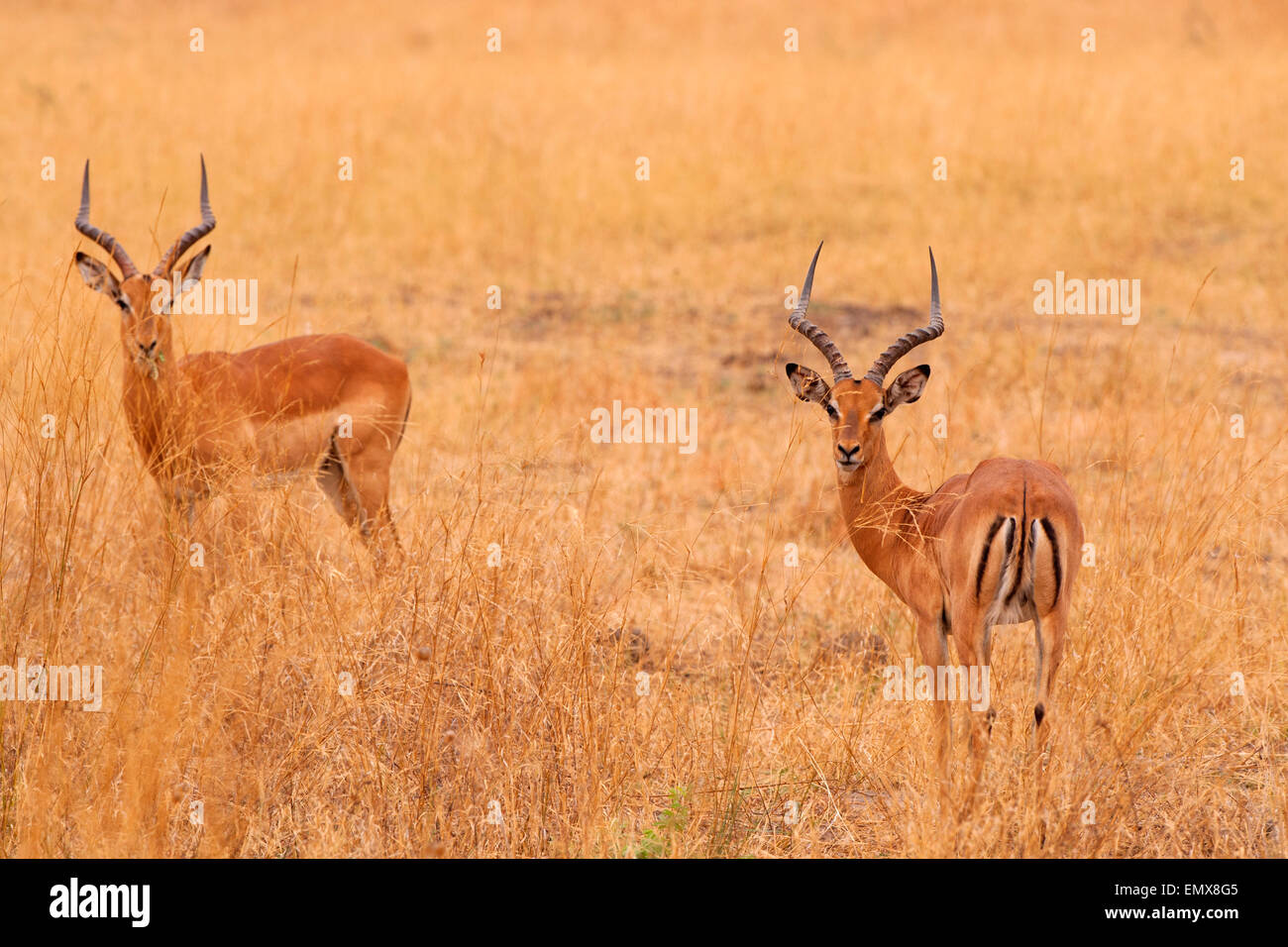Spiral horned antelope tribe hi-res stock photography and images - Alamy