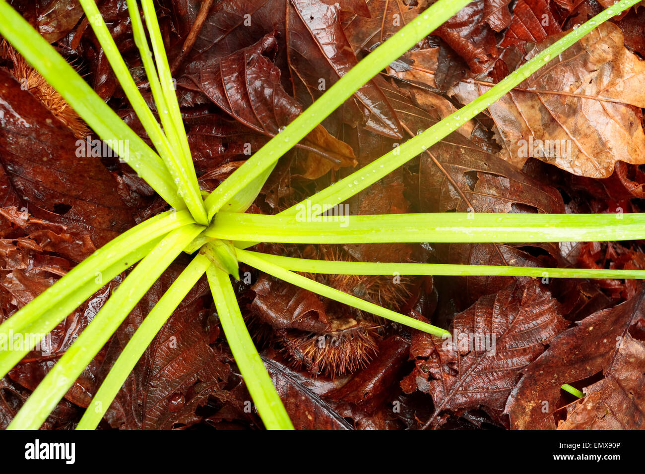 Creative nature photography Stock Photo - Alamy