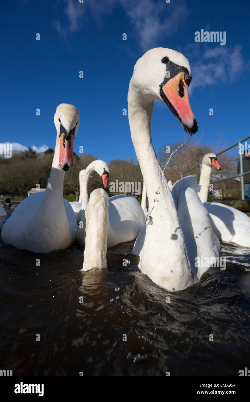 Boating lake with swans hi-res stock photography and images - Alamy
