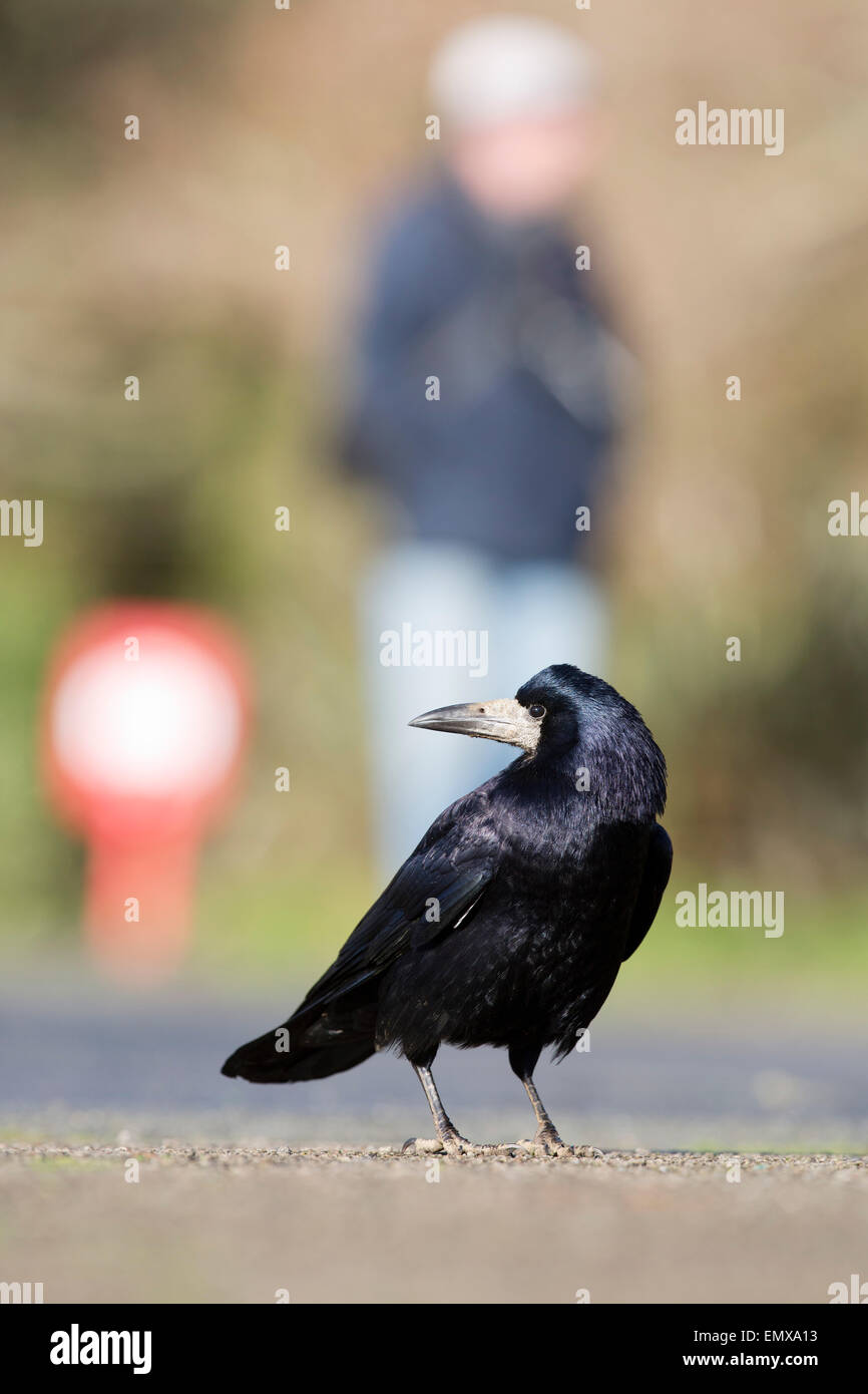 Rook bird uk hi-res stock photography and images - Alamy