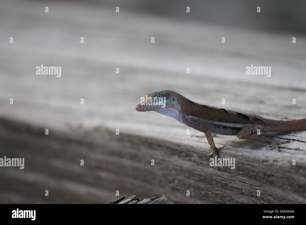 Tokay gecko gekko gecko view hi-res stock photography and images - Alamy