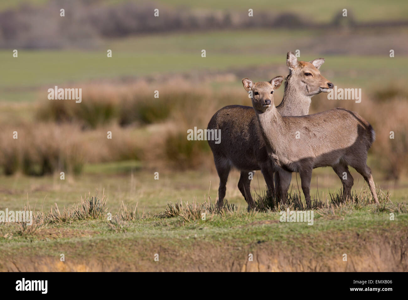 Female Sika Deer High Resolution Stock Photography and Images - Alamy