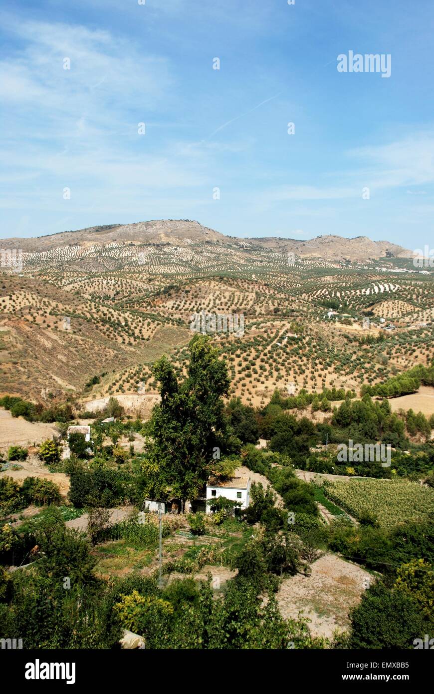 Olive grove cordoba province hi-res stock photography and images - Alamy