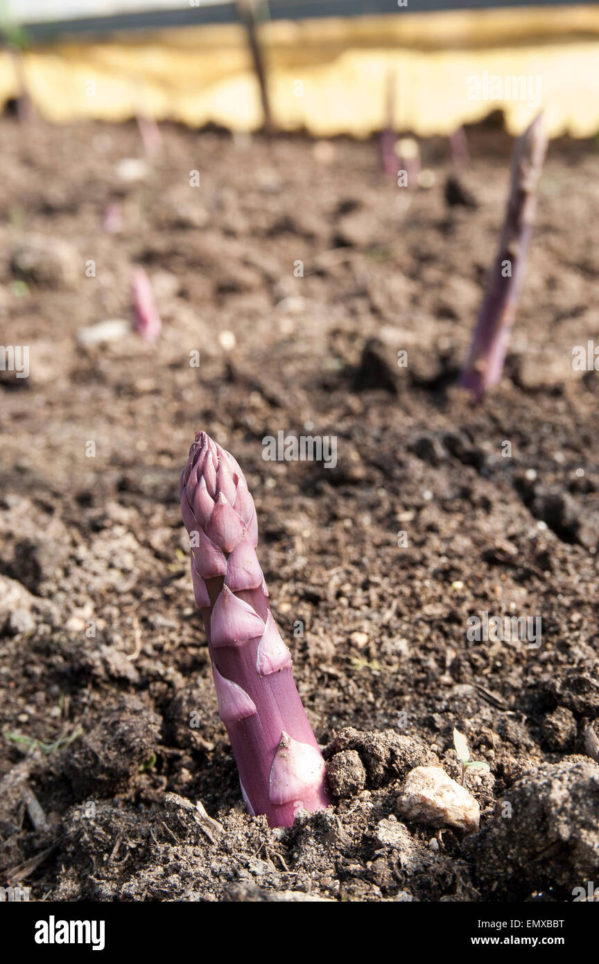 Field of violet asparagus in liguria hi-res stock photography and ...