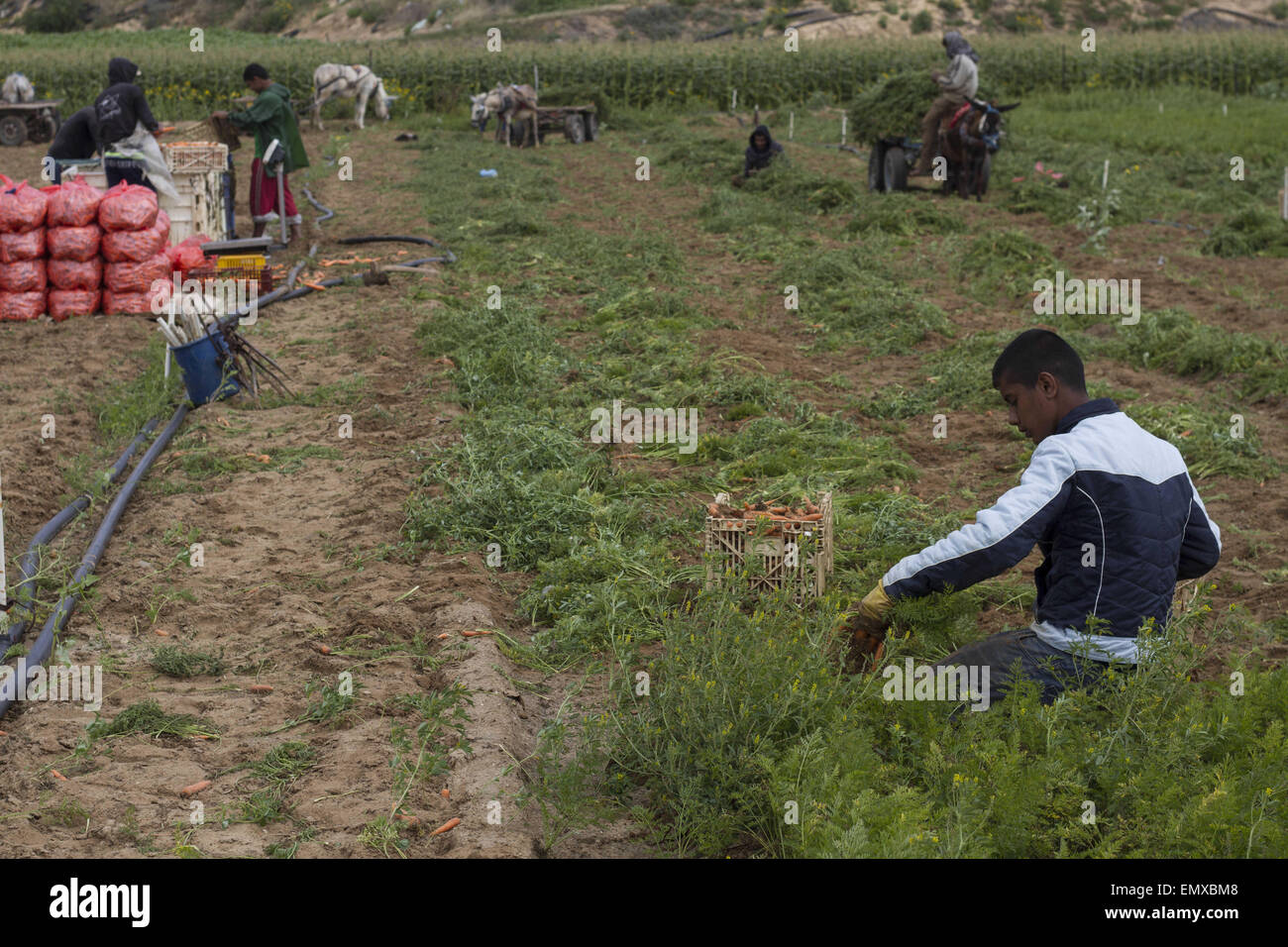 Beit Lahia, The Gaza Strip, Palestine. 23rd Apr, 2015. Palestinian ...