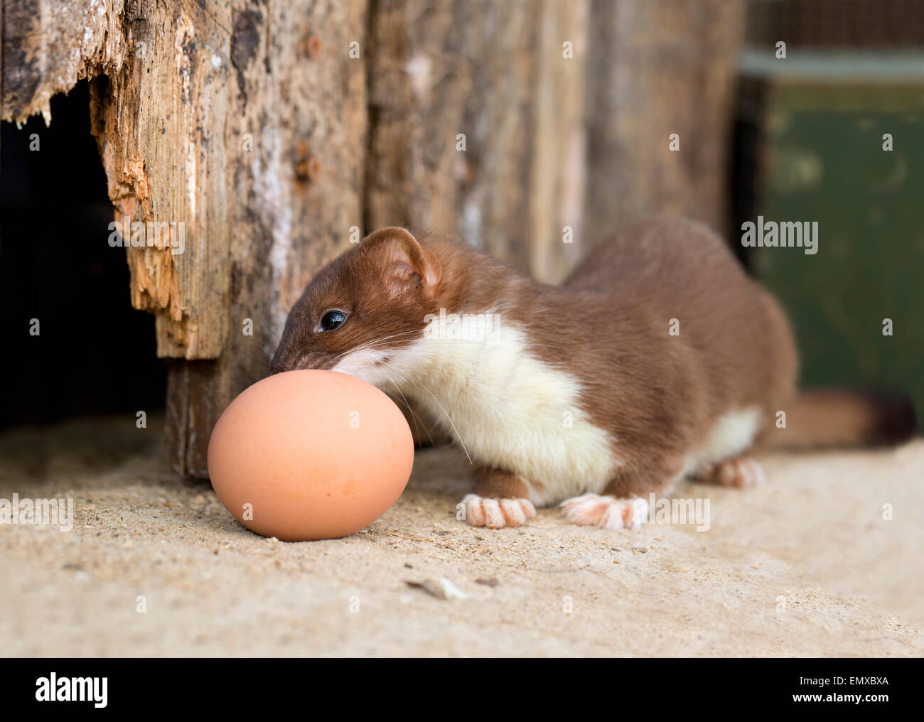 Stoat; Mustela erminea Single Rolling an Egg Cornwall; UK Stock Photo ...