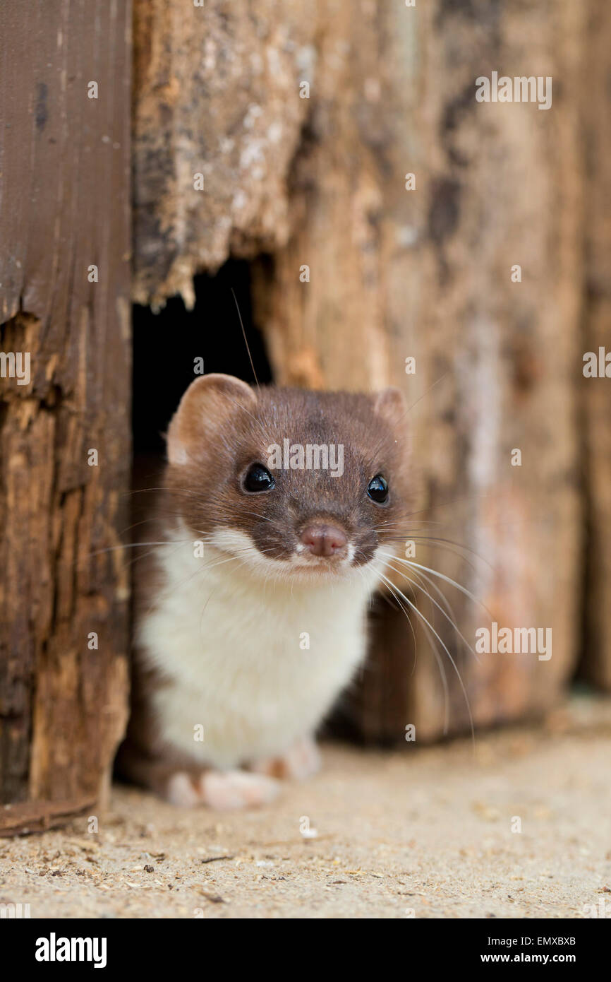 Stoat face hi-res stock photography and images - Alamy