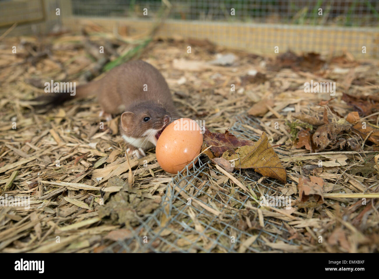 Stoat; Mustela erminea Single Captive; Rolling Egg Devon; UK Stock ...