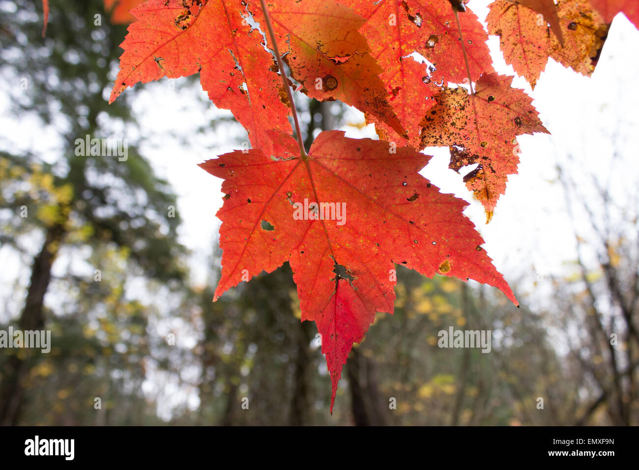 Hardwood Maple Leaf in early fall. Very Red Stock Photo - Alamy